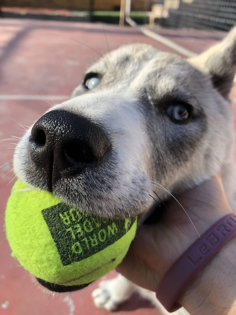 Padel in Iran | Padel Magazine