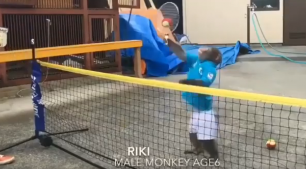 The monkey Riki: Tennis and net star! El | Padel Magazine